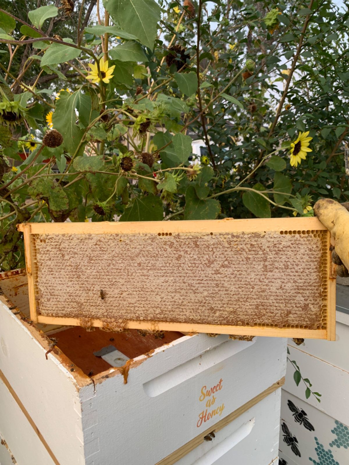 Home [www.thegingerandbees.com]